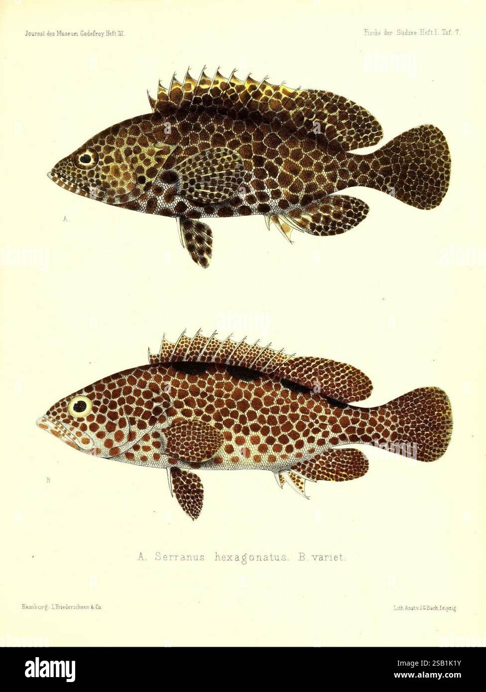 Andrew Garrett's Fische der Südsee Hamburg, L. Friederichsen & Co, 1873 ...