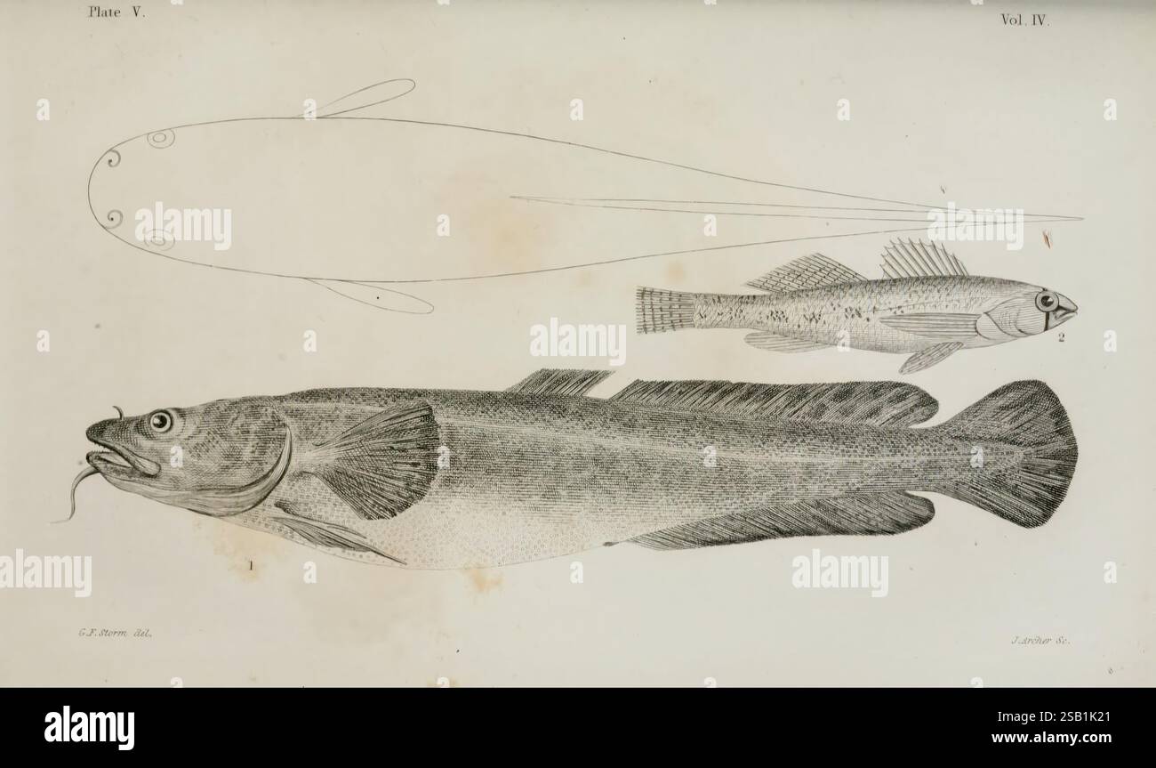 Larger fish displays anatomical features hi-res stock photography and ...