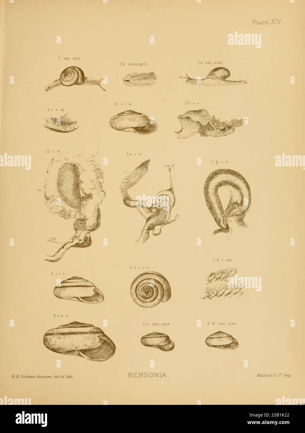 Land, and, freshwater, Mollusca, of, India, London, Taylor and, Francis ...