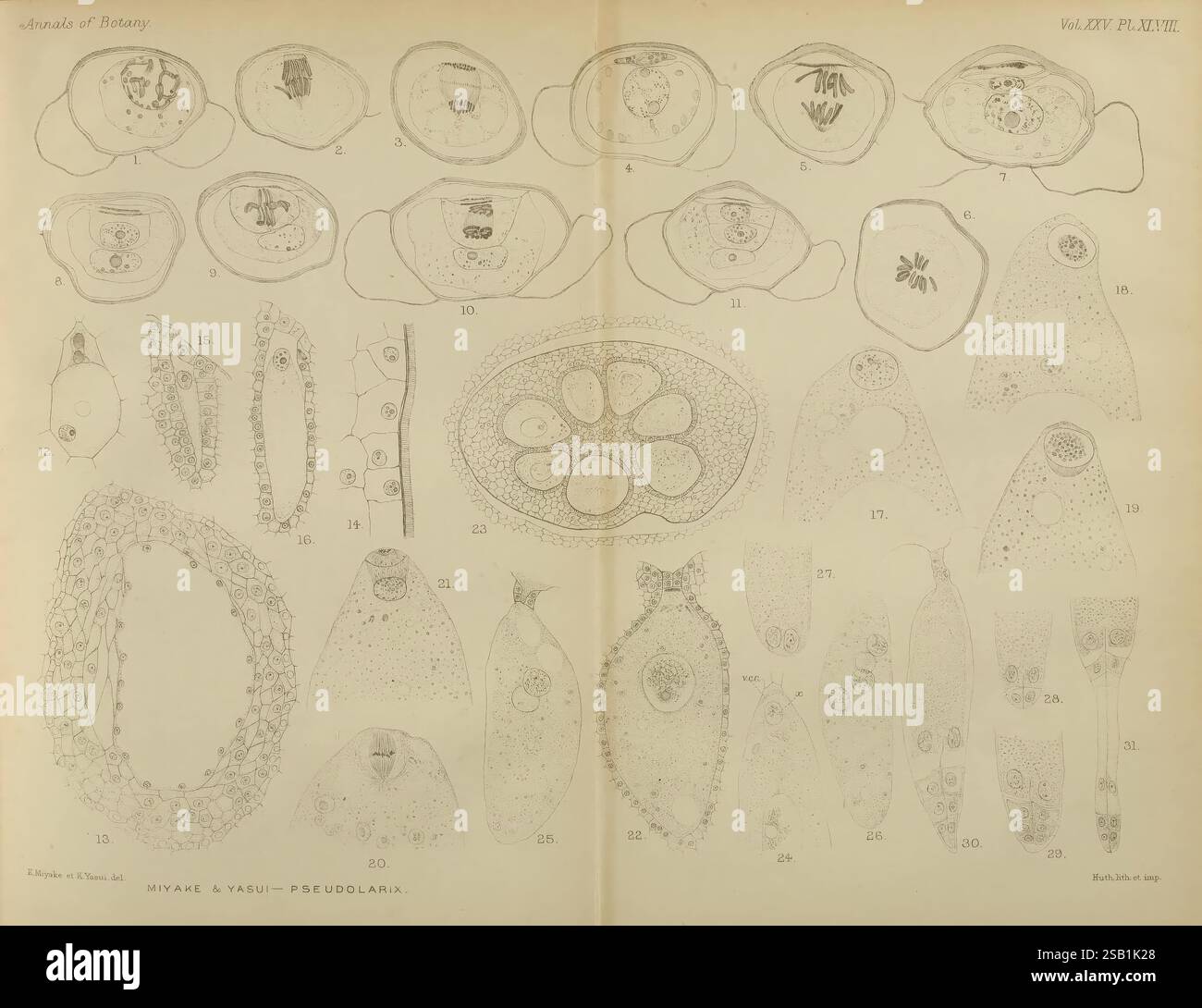 Annals of Botany, London, botany, periodicals, plants, An intricate ...