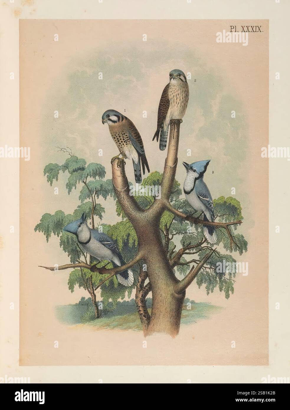 Stark white underparts hi-res stock photography and images - Alamy