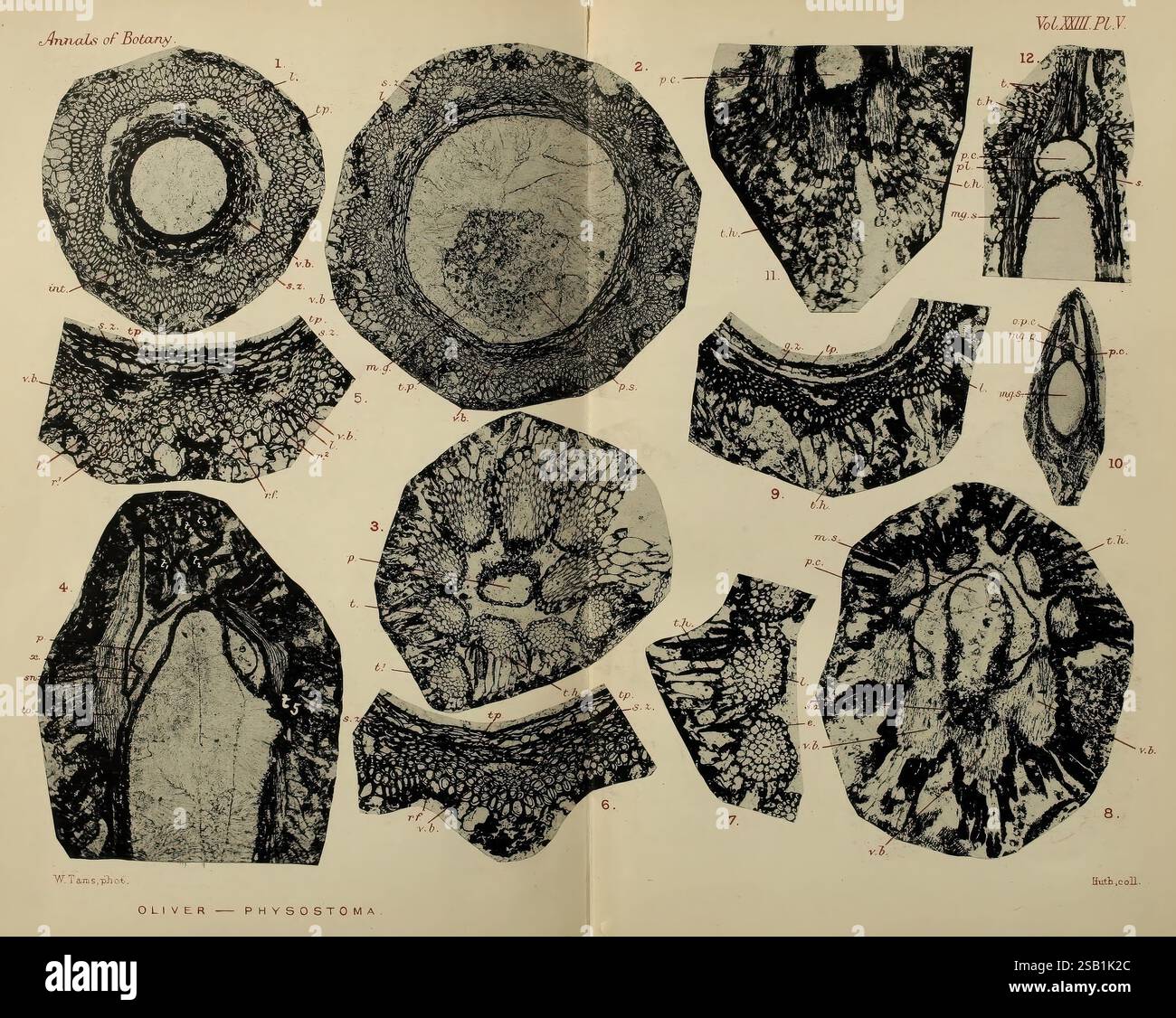 Labeled segment highlights different types hi-res stock photography and ...