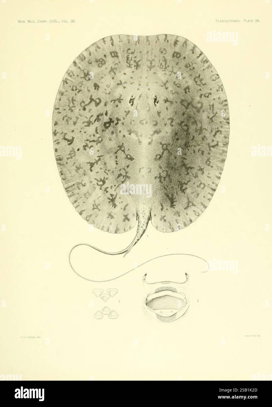 Stingrays unique anatomy hi-res stock photography and images - Alamy