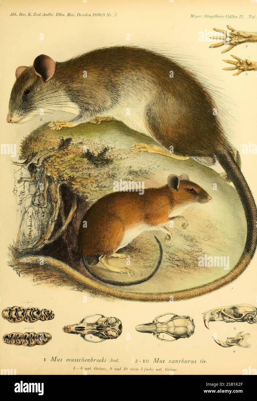 Smaller mouse hi-res stock photography and images - Alamy