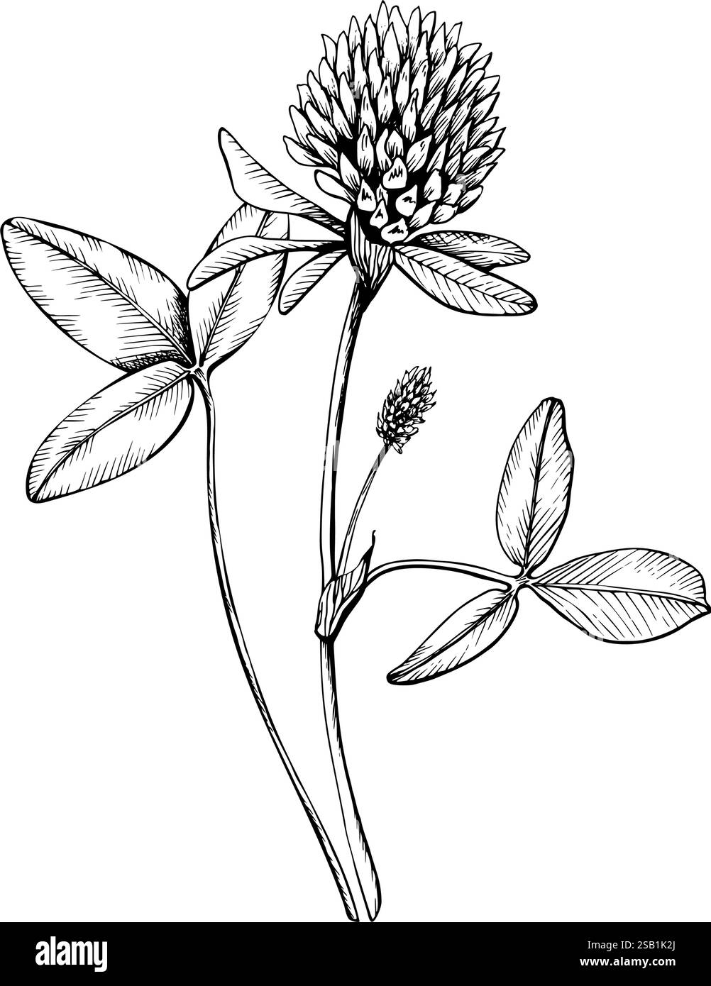 Wildflower blooming clover. Hand drawn botanical vector illustration ...