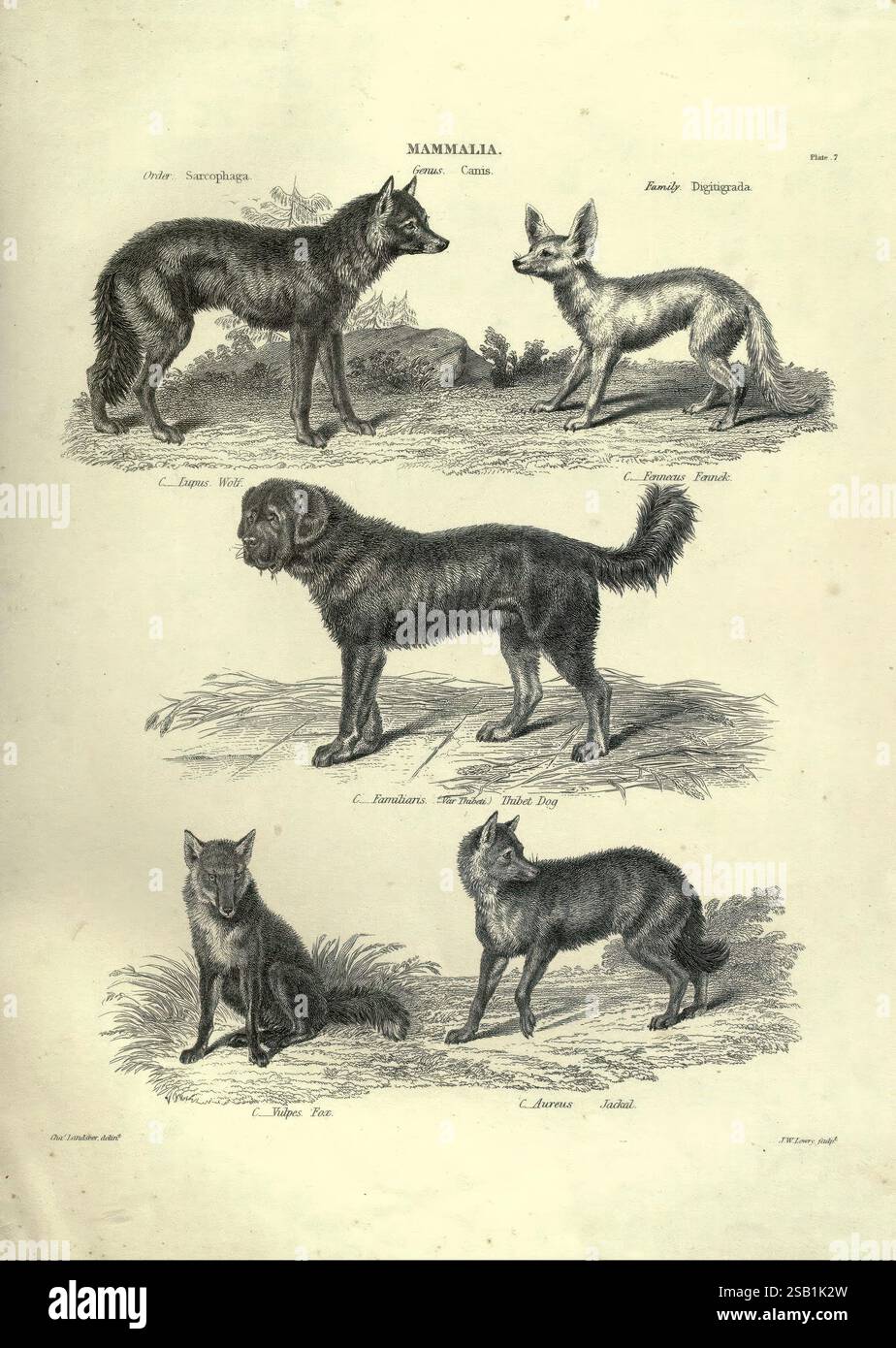 Various canid species hi-res stock photography and images - Alamy