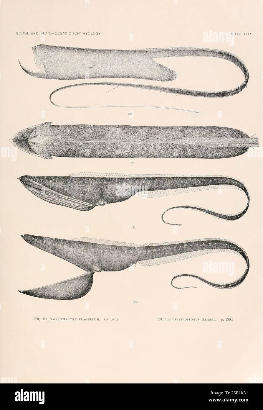 Oceanic Ichthyology V.22 Atlas Cambridge U.S.A. Printed for the Museum ...