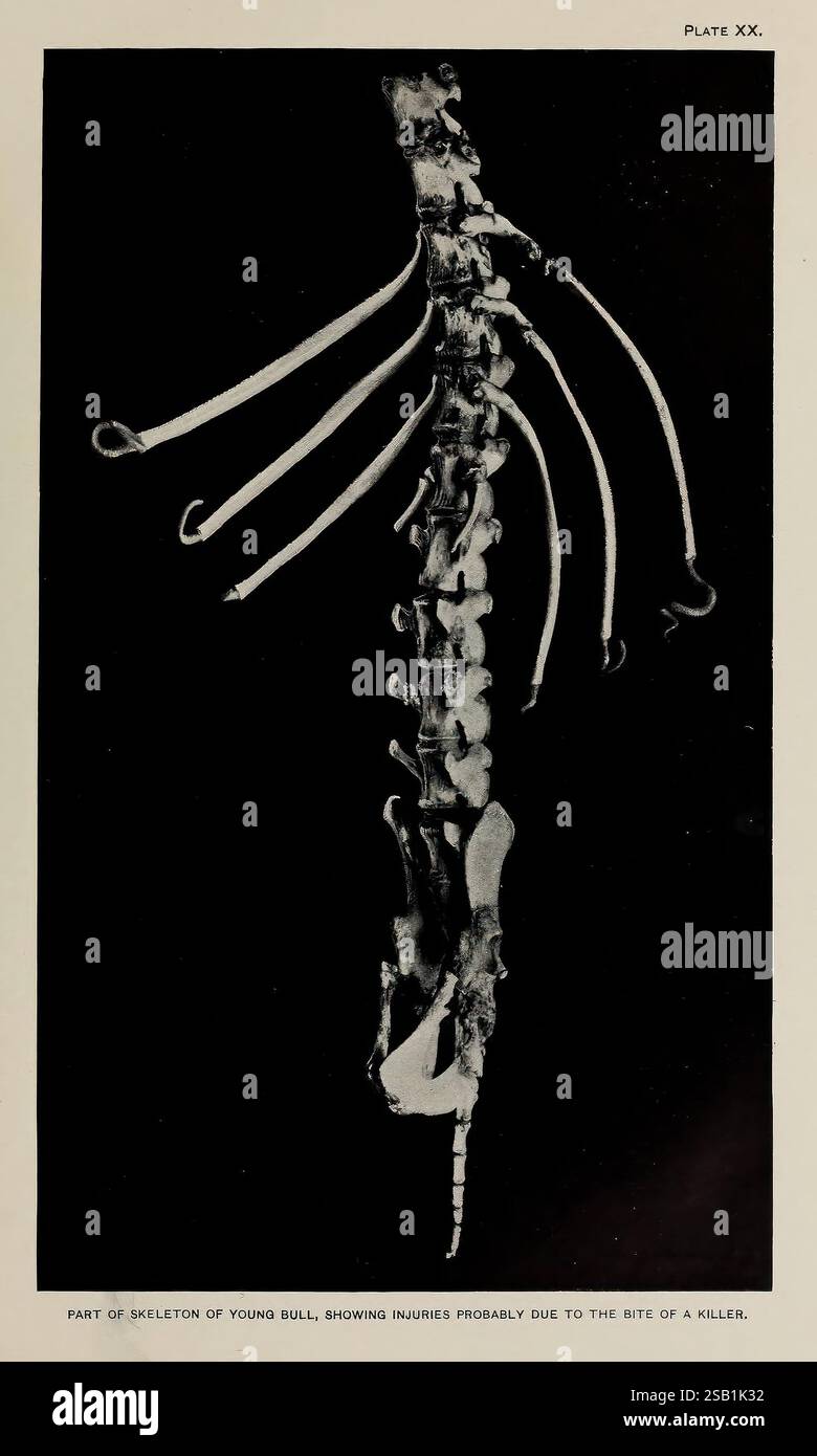 Skeletal structure reveals hi-res stock photography and images - Alamy