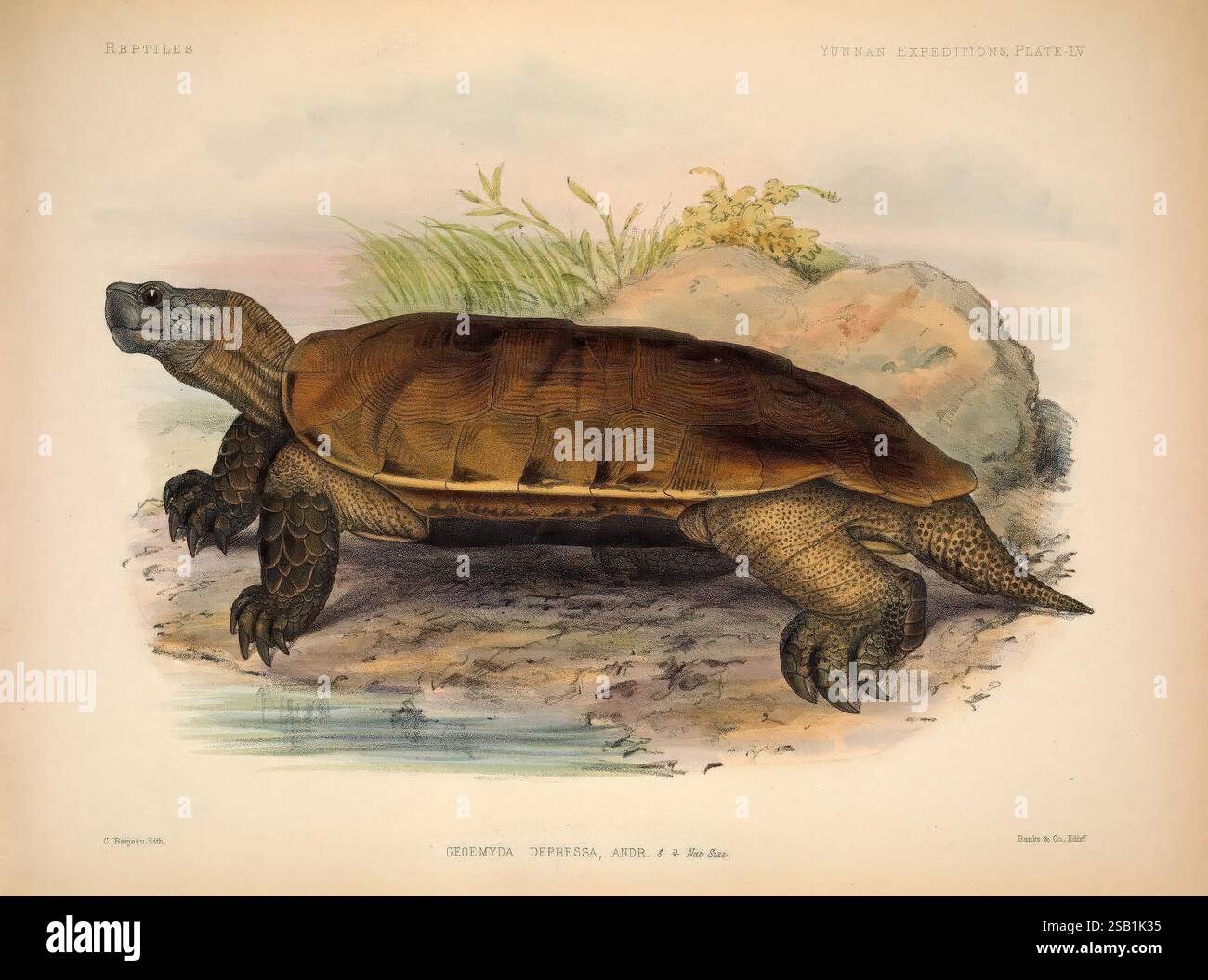 Strong claws visible hi-res stock photography and images - Alamy