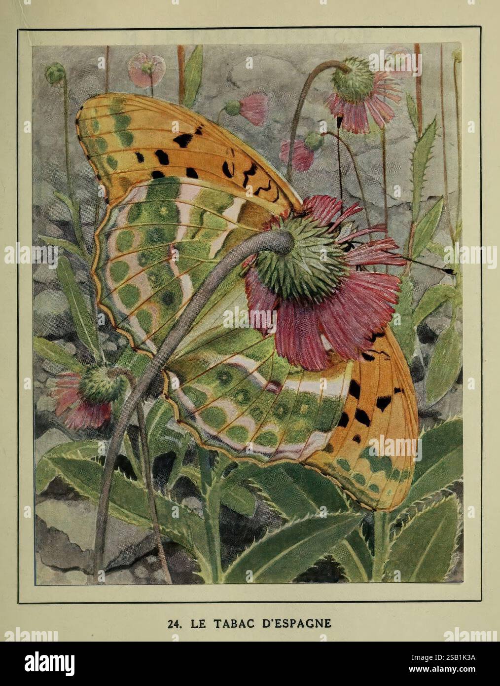 Butterfly embodies hi-res stock photography and images - Alamy