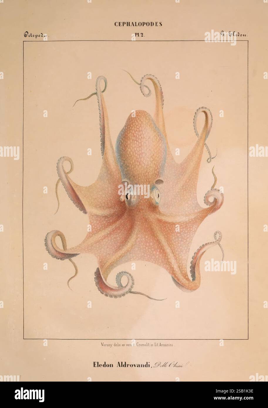 Cephalopods line drawing hi-res stock photography and images - Alamy