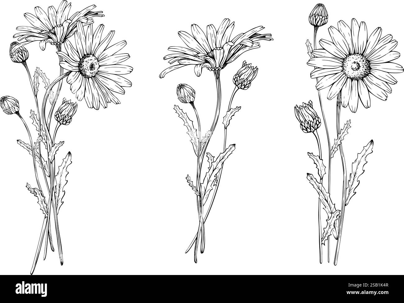Set of bouquets of blooming wildflower daisy blooms and buds. Hand ...