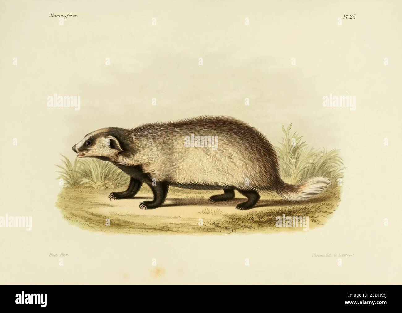 Furry mammal depicted hi-res stock photography and images - Alamy