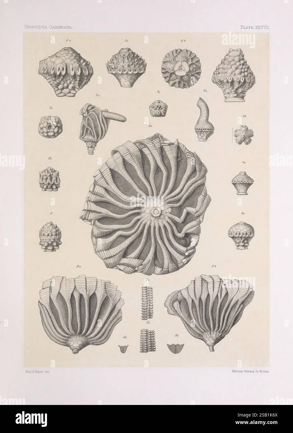 Side reference specific features hi-res stock photography and images ...