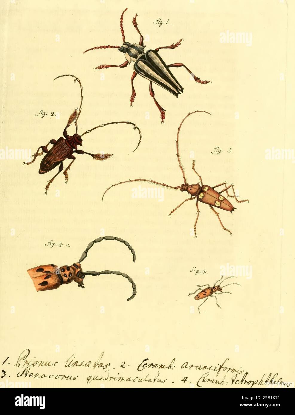 Four prominent spots hi-res stock photography and images - Alamy