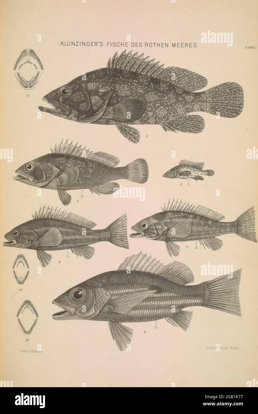 Heads of various fish species hi-res stock photography and images - Alamy