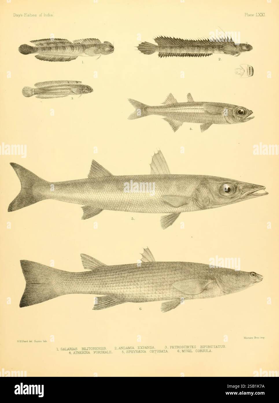 Spirinchus thaleichthys hi-res stock photography and images - Alamy