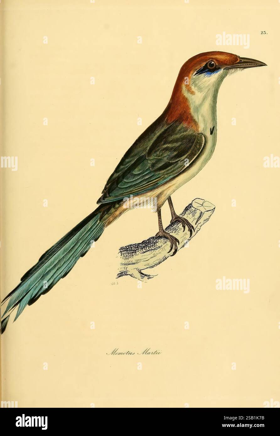 Illustrations, Ornithology, Dublin, Longman, Rees, Orme, Brown, Green ...