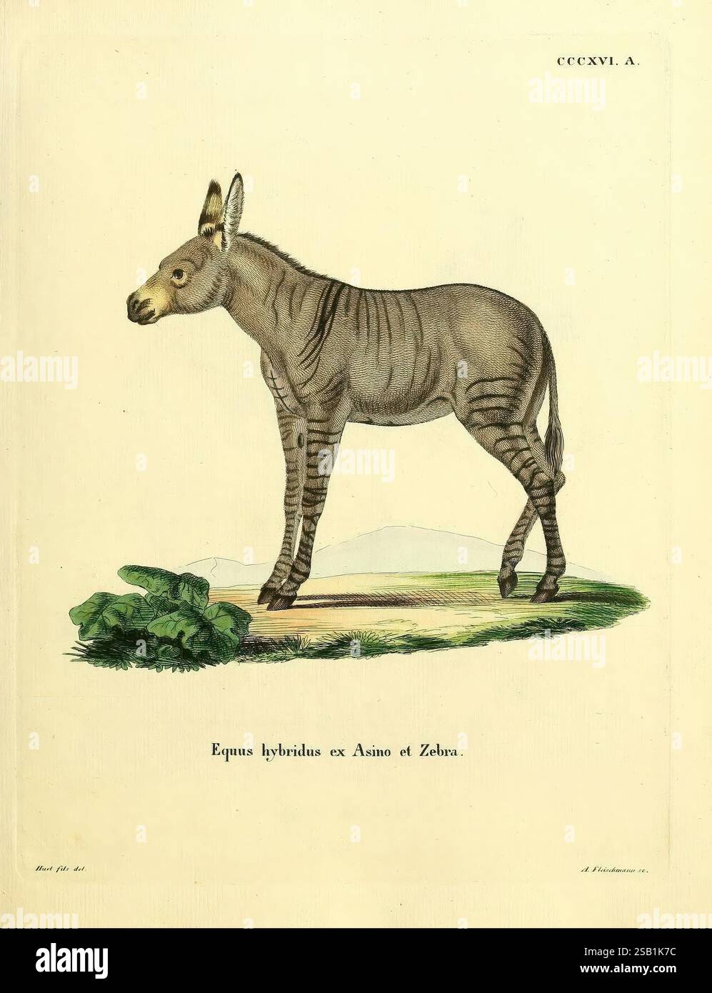 Solid coloration typical hi-res stock photography and images - Alamy