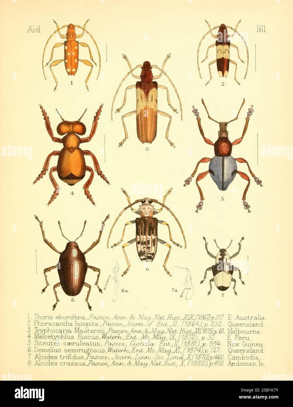 Siteutes caeruleatus hi-res stock photography and images - Alamy