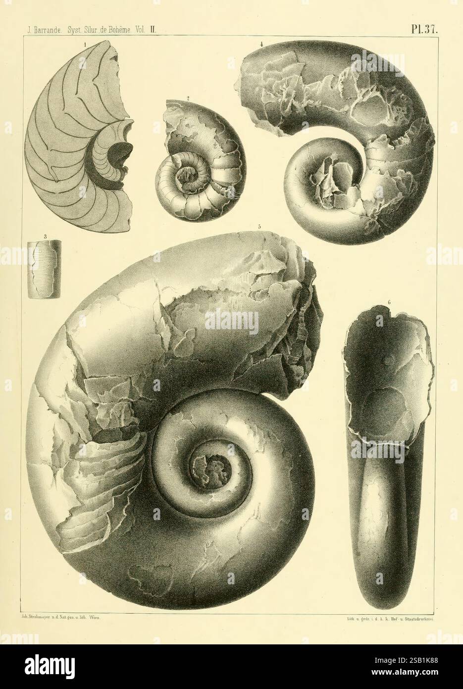 Series of detailed depictions of ammonite fossils hi-res stock ...