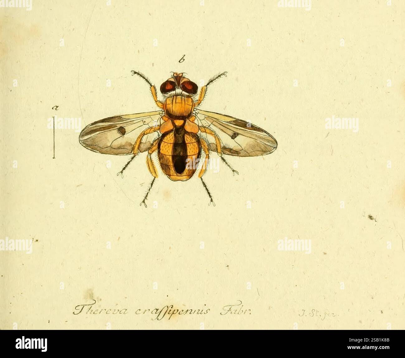 Fauna Germanica, Diptera, Nuremberg, s.n, between 1793 and 1805 ...