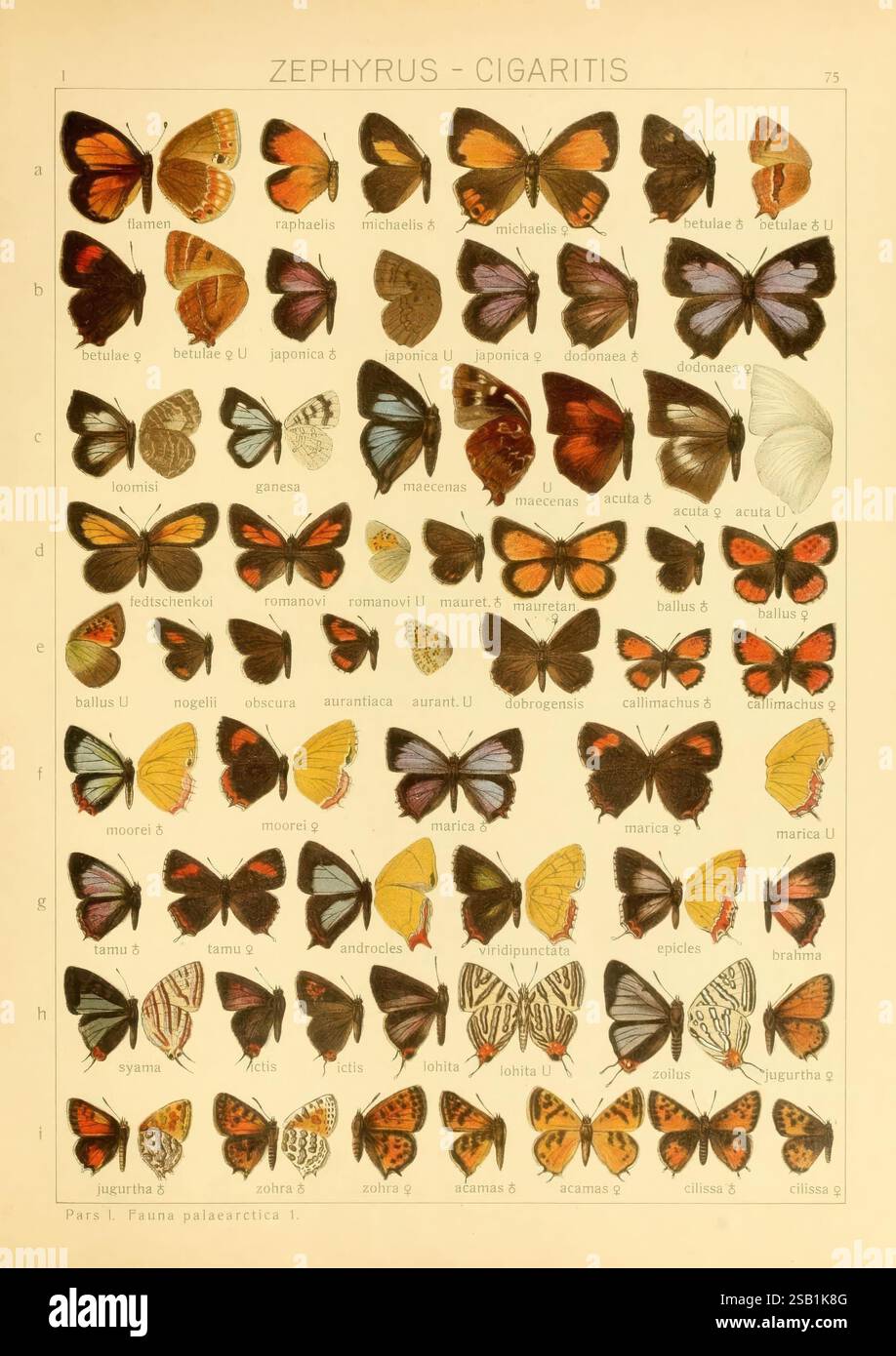 Featuring diverse wing patterns hi-res stock photography and images - Alamy