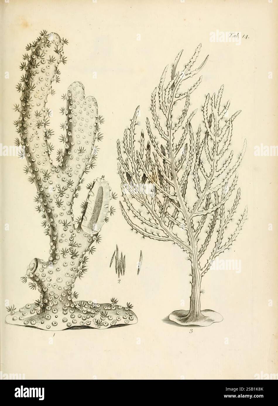 Segmented limbs give hi-res stock photography and images - Alamy