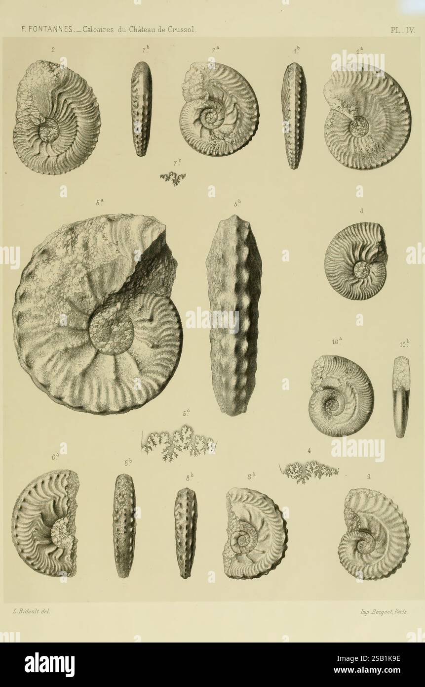 Description de ammonites des calcaires du château de Crussol, Ardèche ...