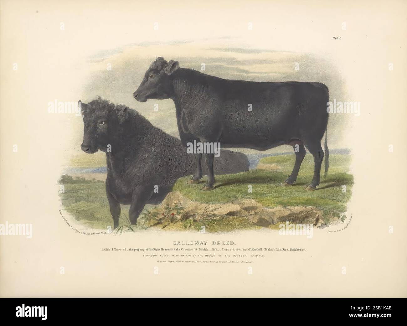 The breeds of the domestic animals of the British Islands, London ...