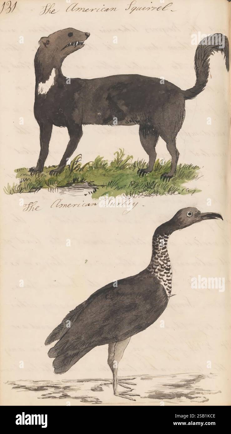 Illustration showcases two distinct animals labeled hi-res stock ...