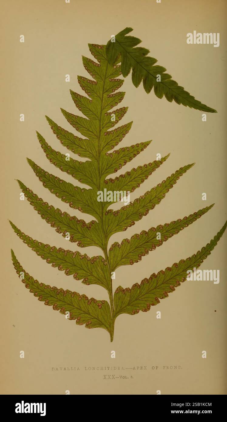 Intricate arrangement of fronds hi-res stock photography and images - Alamy