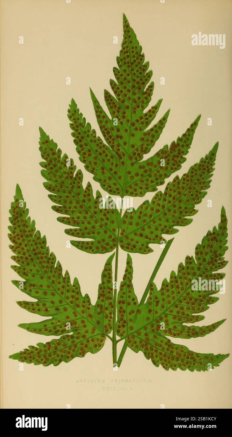Aspidium tripolium hi-res stock photography and images - Alamy