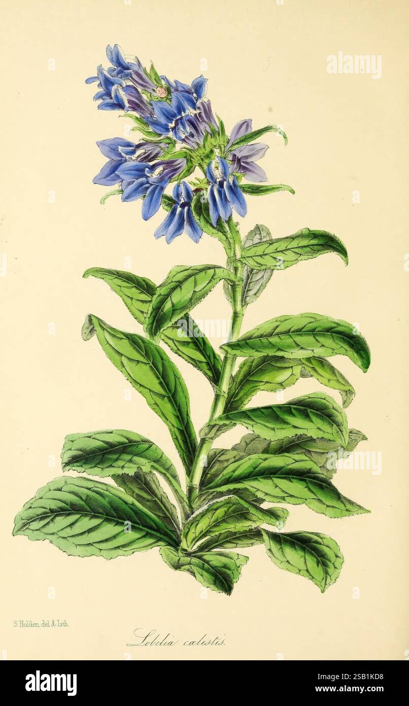 Paxton's Magazine of Botany London Orr and Smith Botany Periodicals ...