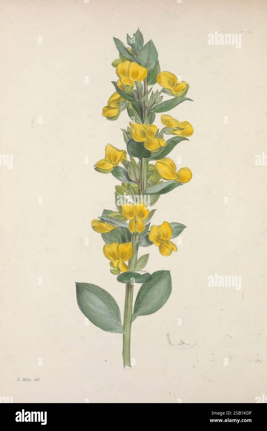 Lush green hue frame hi-res stock photography and images - Alamy