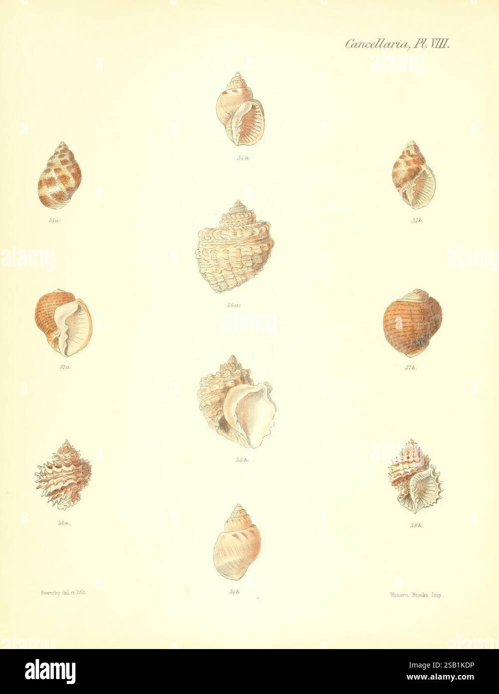 Highlighting various species within hi-res stock photography and images ...