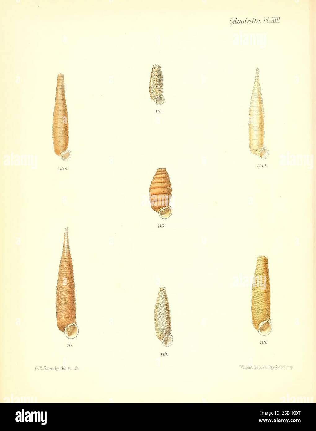 Conchologia Iconica, or Illustrations of the shells of molluscous ...