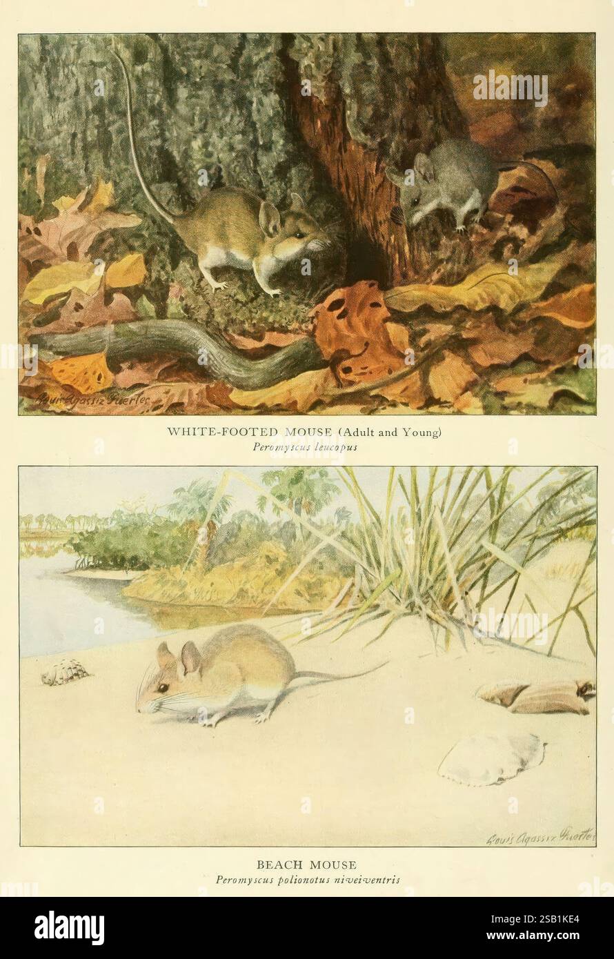 Wild animals of North America, Washington, D.C, mammals, North America ...