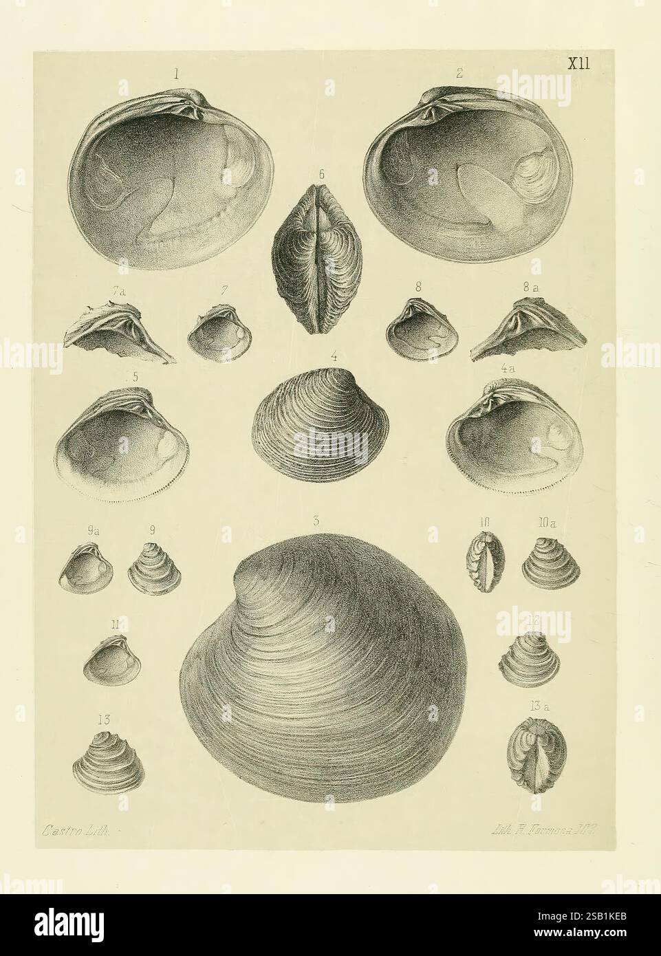 Mollusques tertiaires du Portugal Lisbonne Imprimerie de l'Academie ...