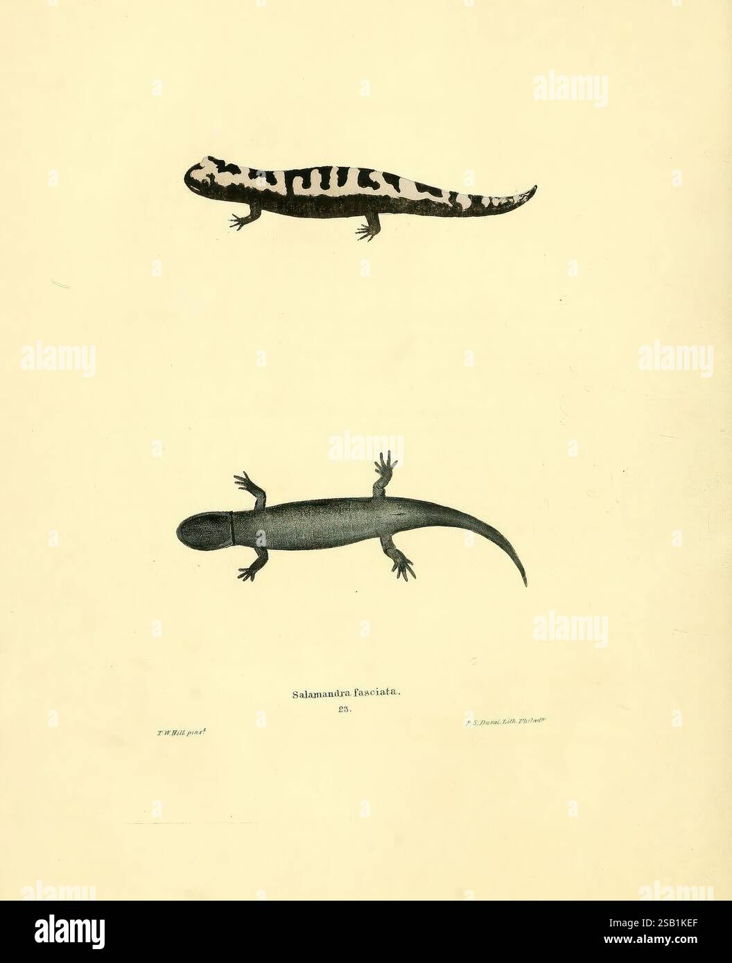 North American herpetology, v.3, Philadelphia, J. Dobson, 1836-1840 ...