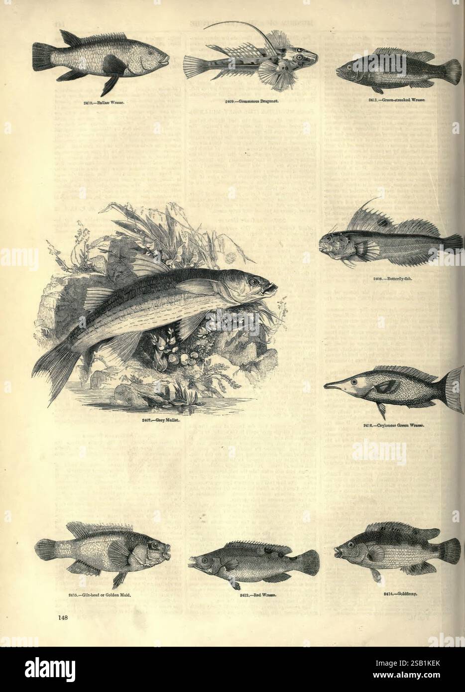 The, Pictorial, Museum, of, Animated, Nature, London, C. Cox, [1844 ...