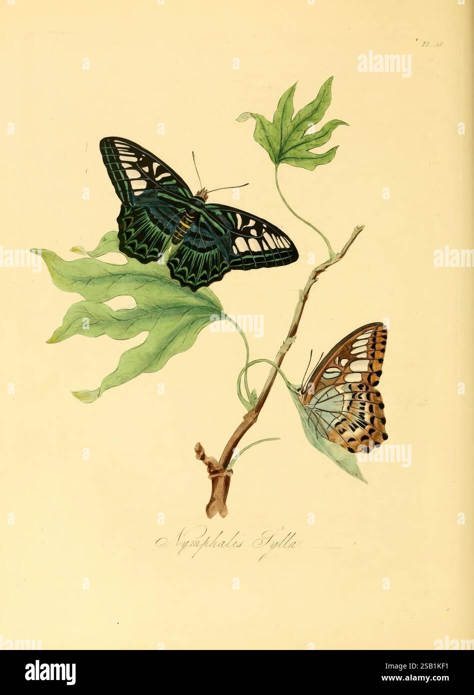 Artwork features two beautifully detailed butterflies hi-res stock ...