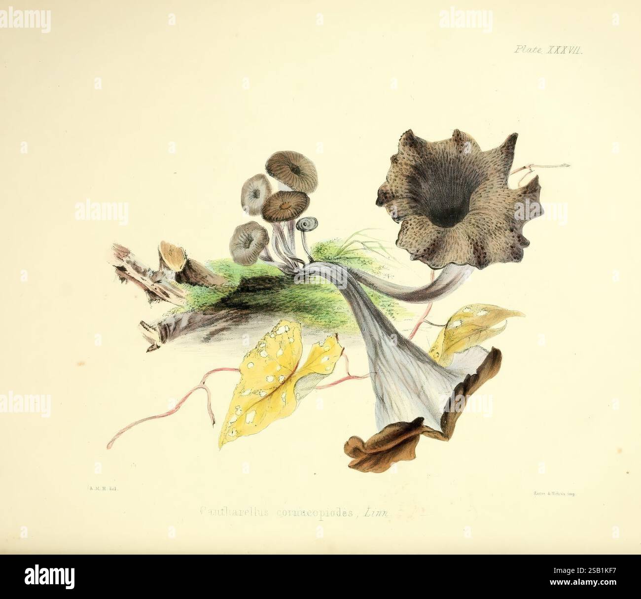 Illustrations of British mycology, London, Reeve, Benham and Reeve ...