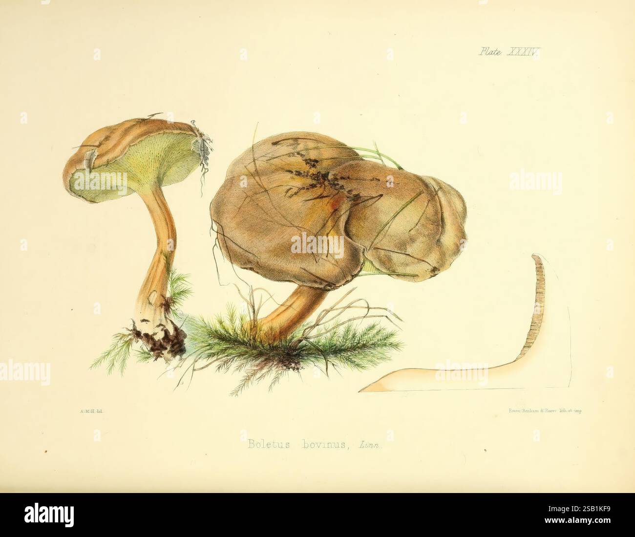 Illustrations of British Mycology London Reeve, Benham and Reeve 1847 ...