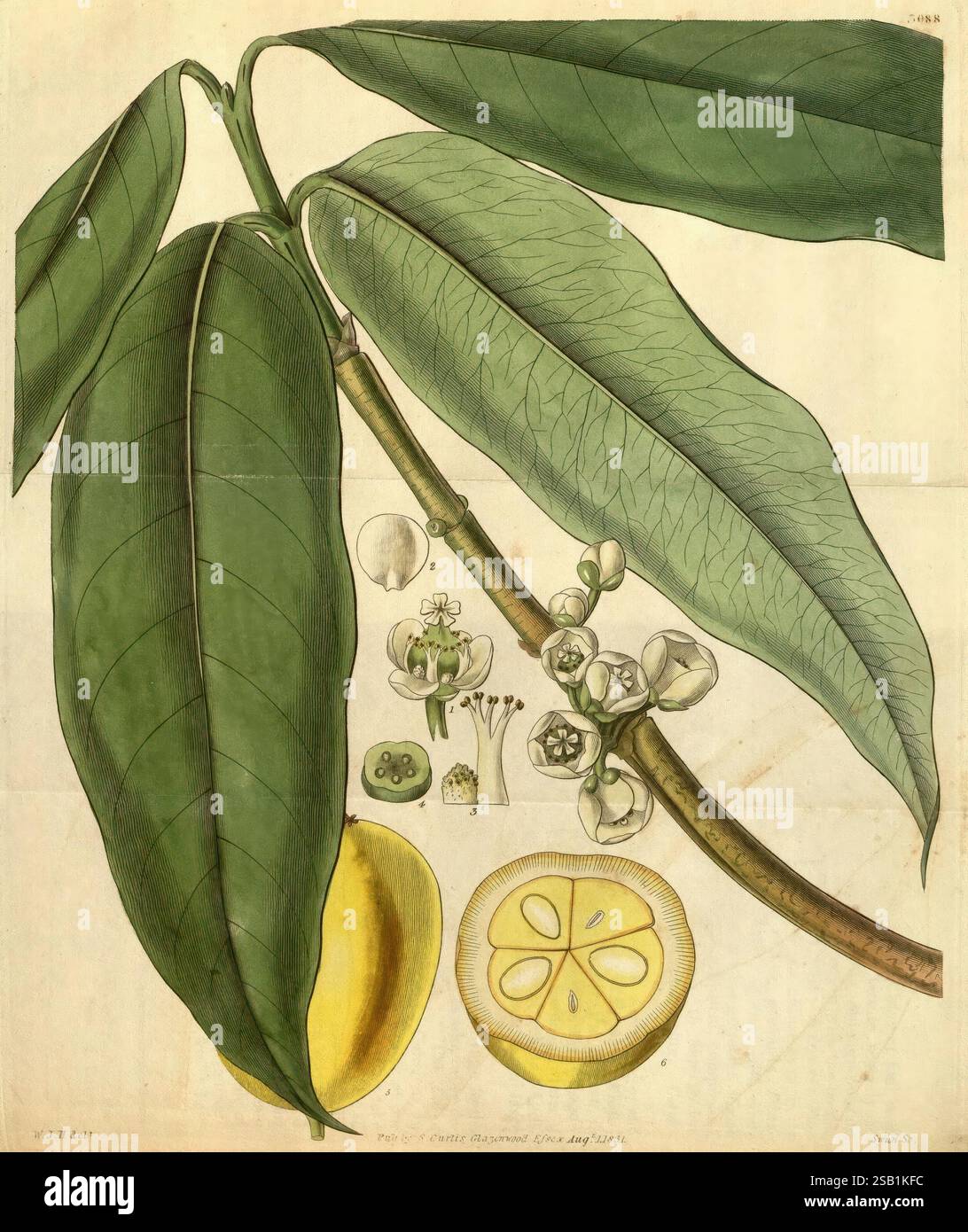 Curtis's Botanical Magazine, London, New York, Botany, Periodicals ...