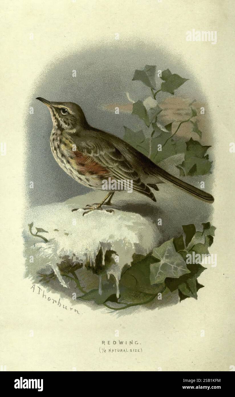 Redwings posture hi-res stock photography and images - Alamy