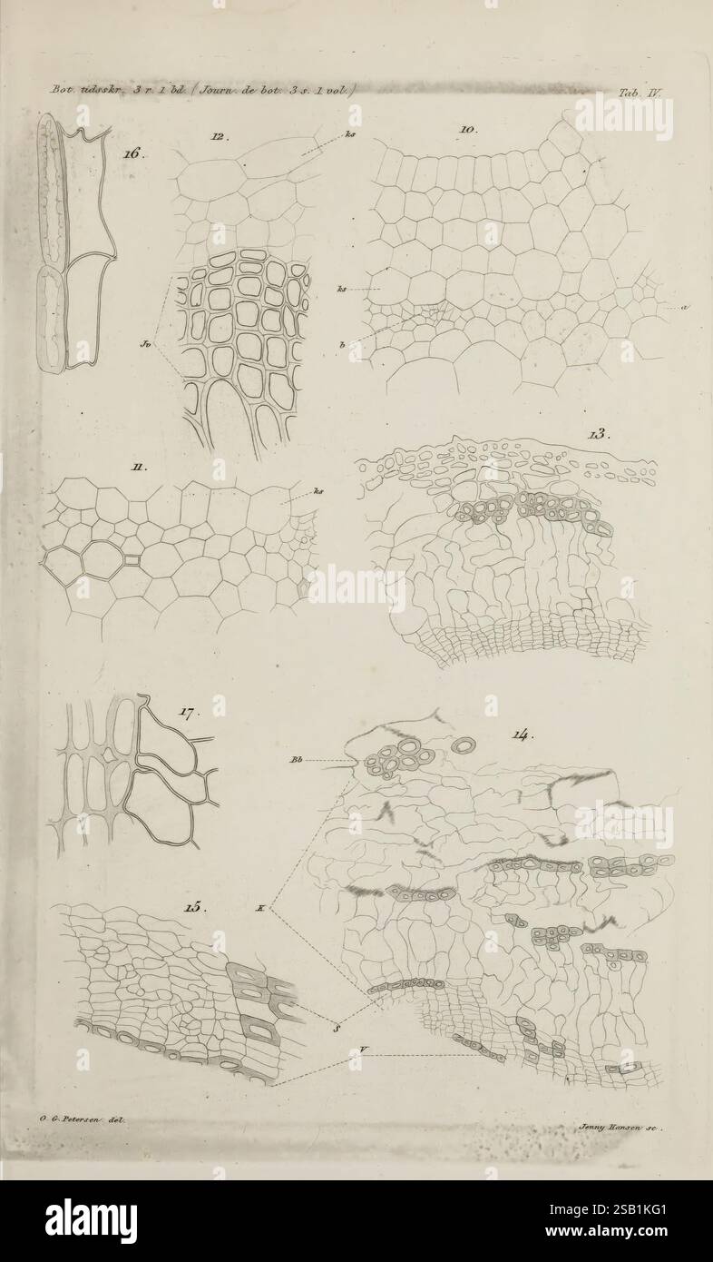 Botanisk tidsskrift København Dansk botanisk forening Illustration ...