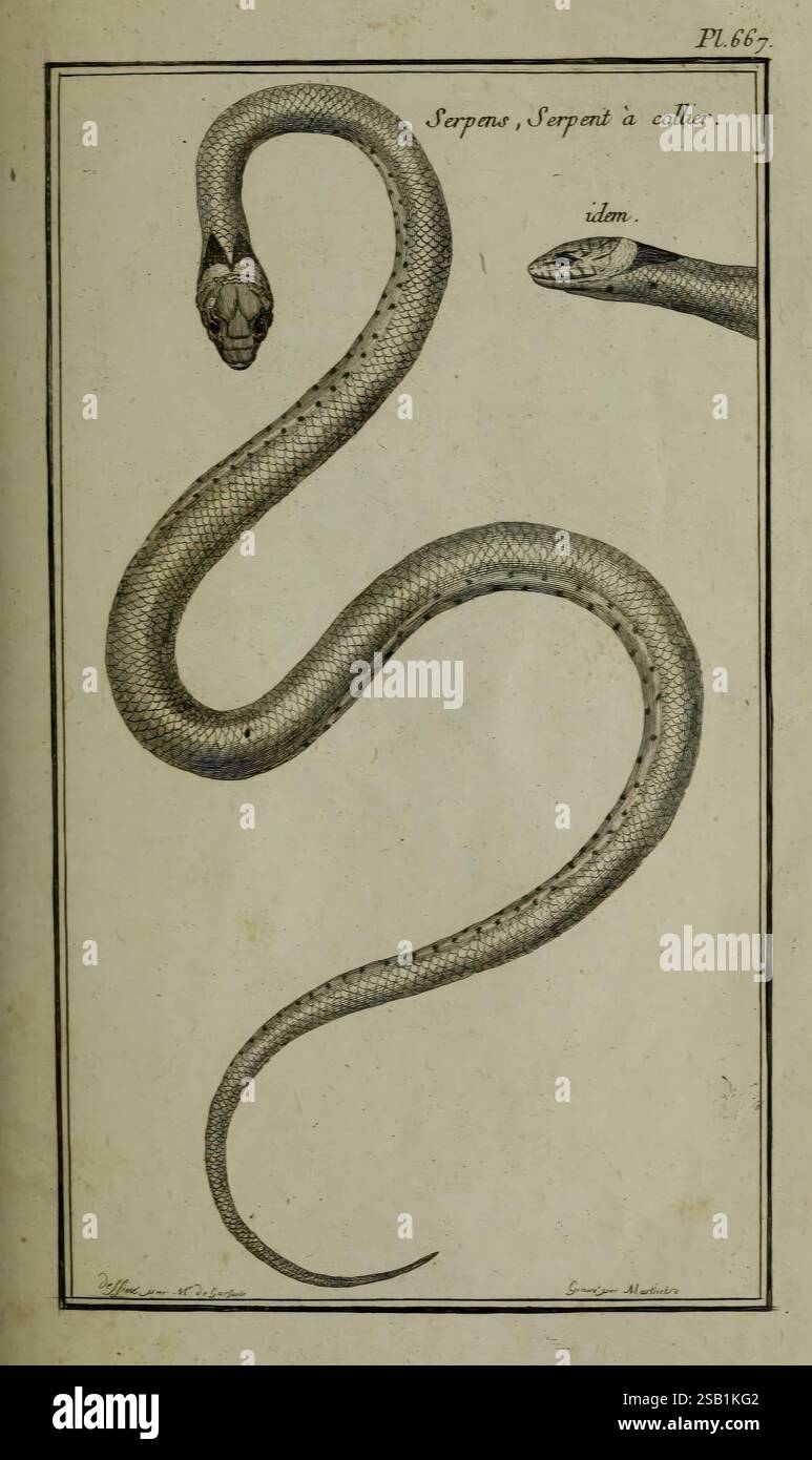 Serpent a collier hi-res stock photography and images - Alamy