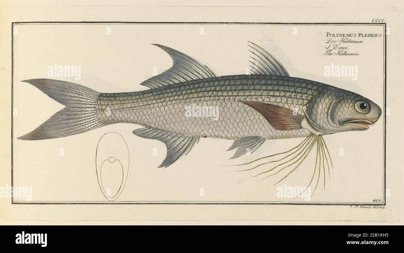 Fishs sleek form hi-res stock photography and images - Alamy