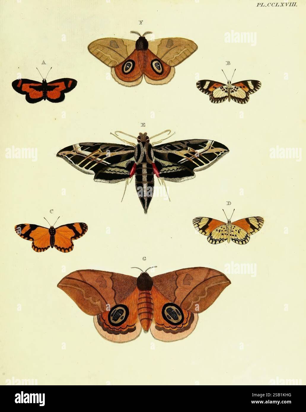 Lighter toned moth hi-res stock photography and images - Alamy